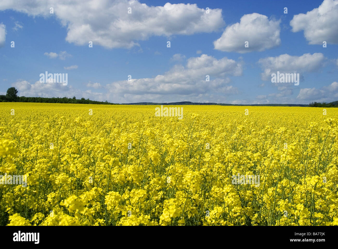 Field-landscape rap-field horizon cloud-heavens agriculture nature ...