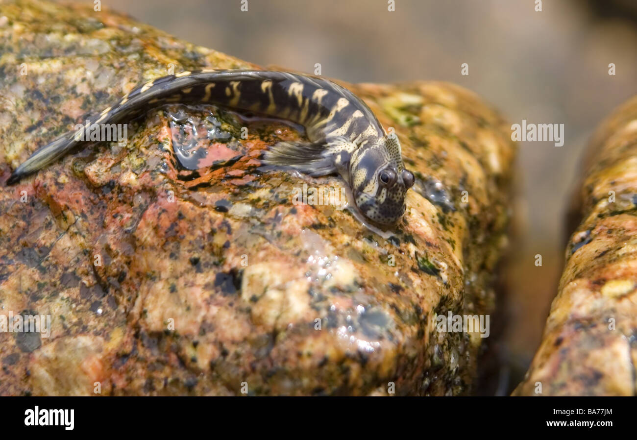 Stone mud-jumpers Periophthalmus sobrinus animal fish country air ...