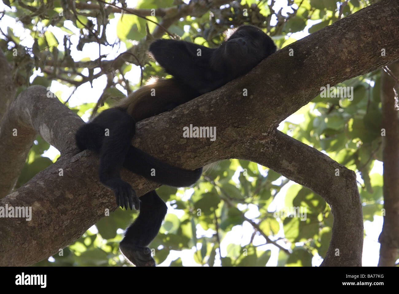 Bellow-monkey Allouatta palliata tree branch lies rests Costa Rica ...