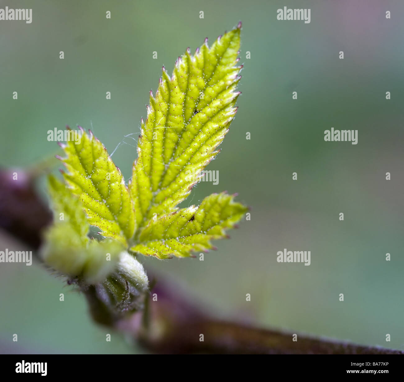 Tree branch leaf buds spring close-up nature plant flora foliage-tree ...