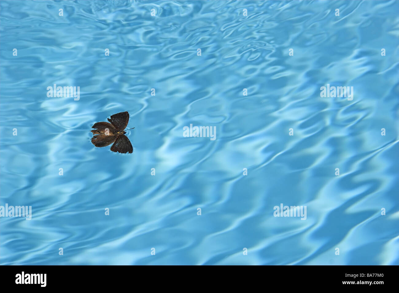 Butterfly water water-surface pool Swimmingpool blue animal insect ...