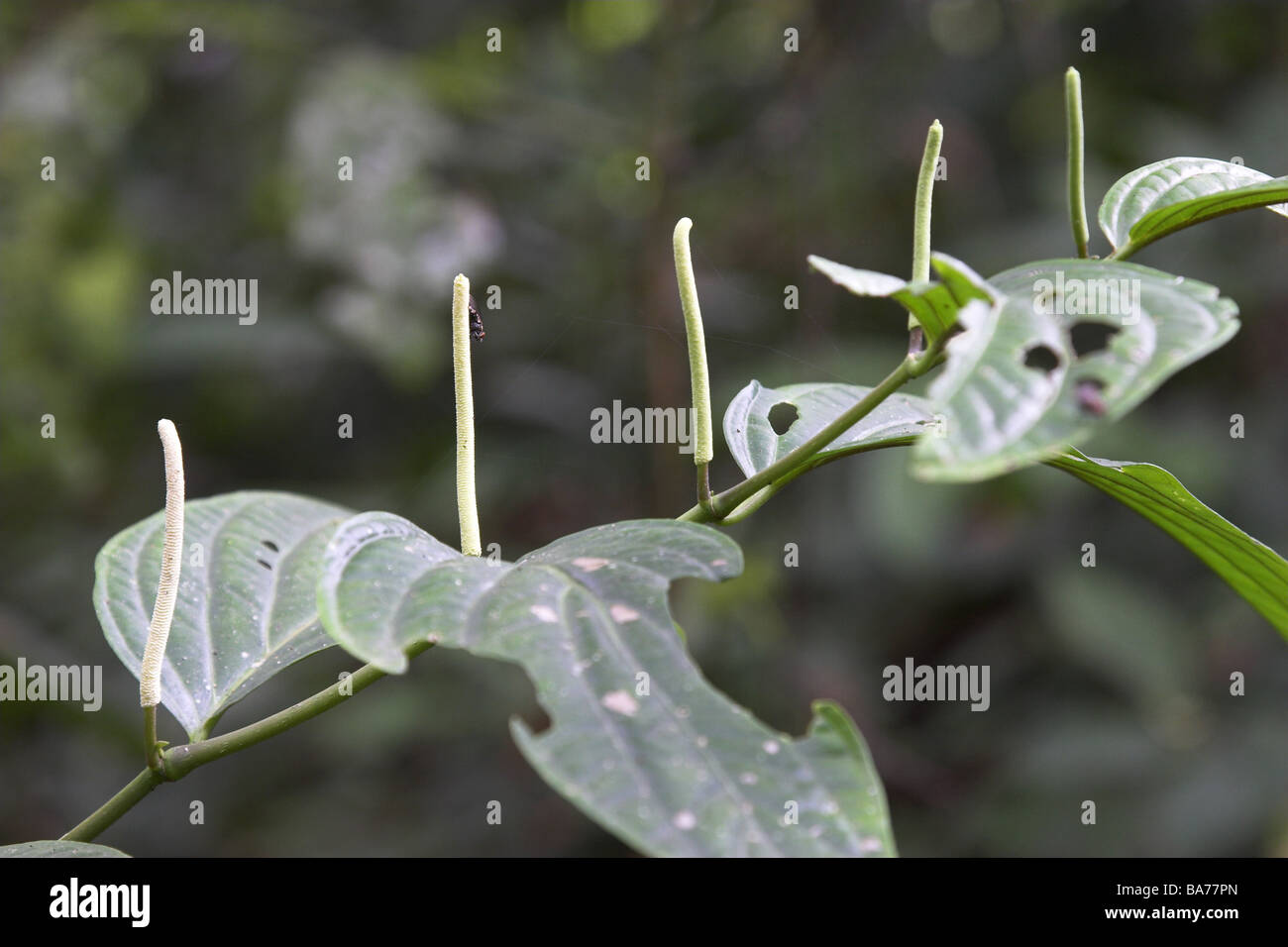Plant tropical leaves green inflorescence insect detail Costa Rica ...