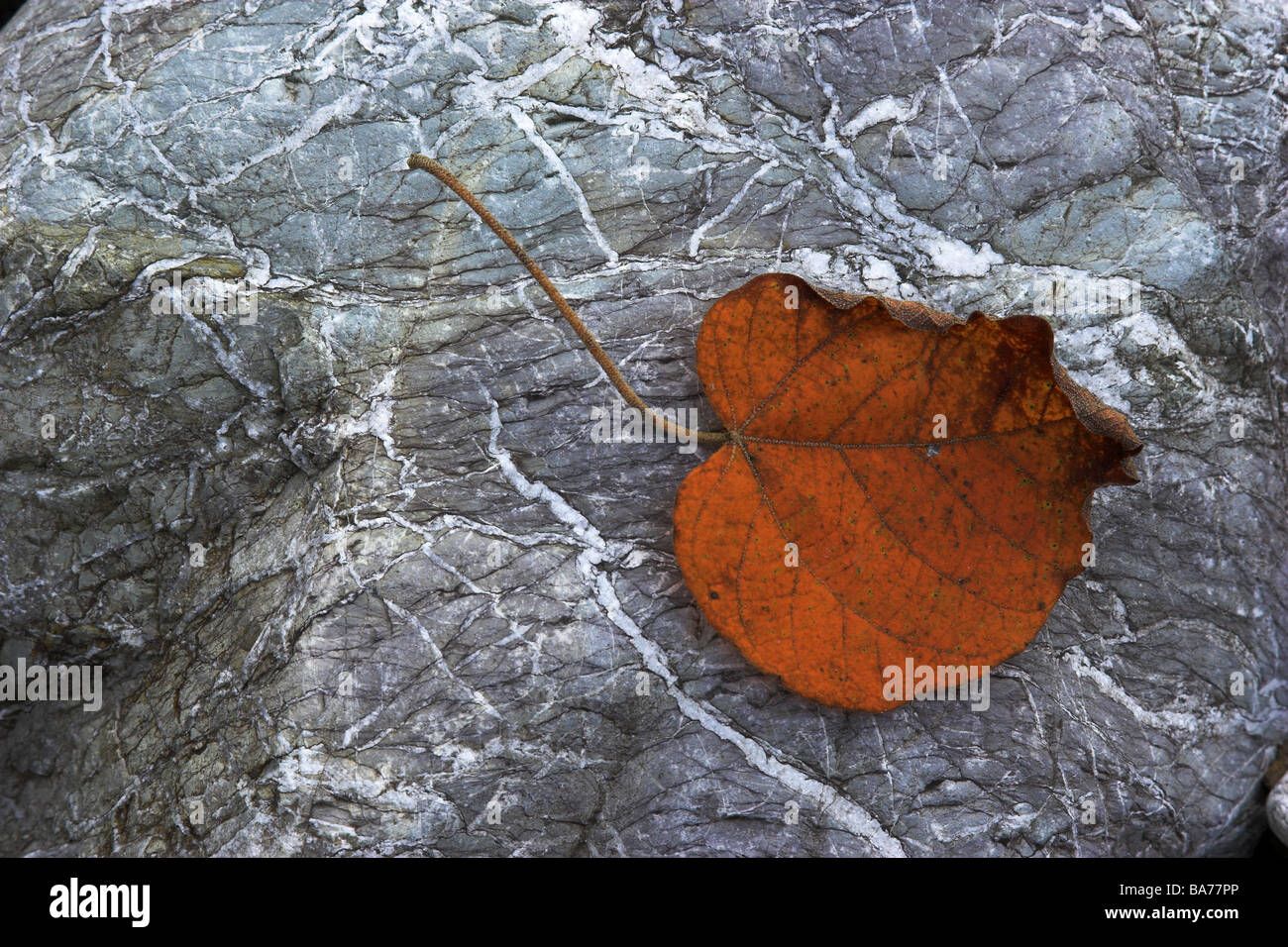 Stone leaf close-up nature riversides rocks structure patterns foliage ...