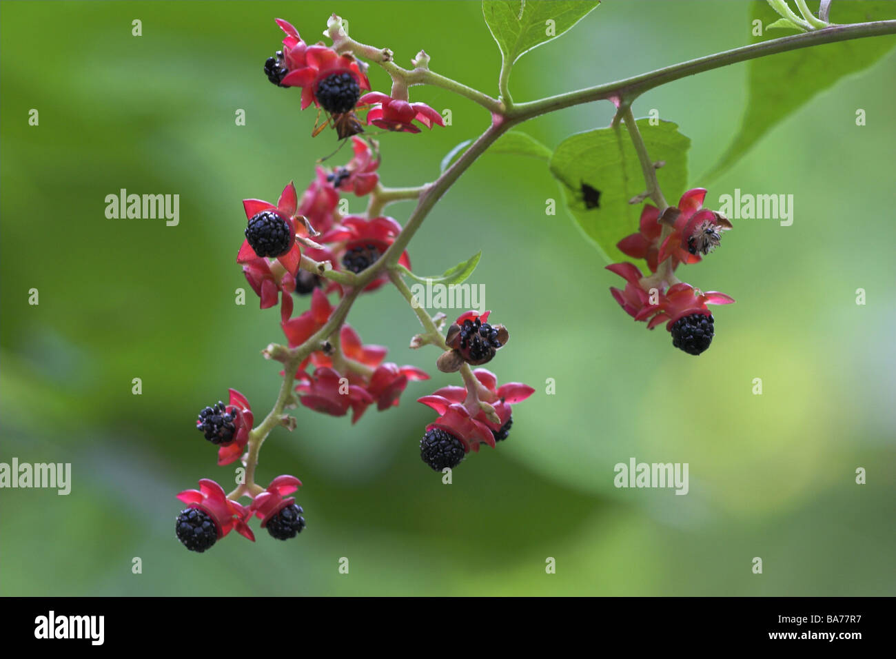 Plant branch fruit-stand berries nature vegetation botany fruits red ...