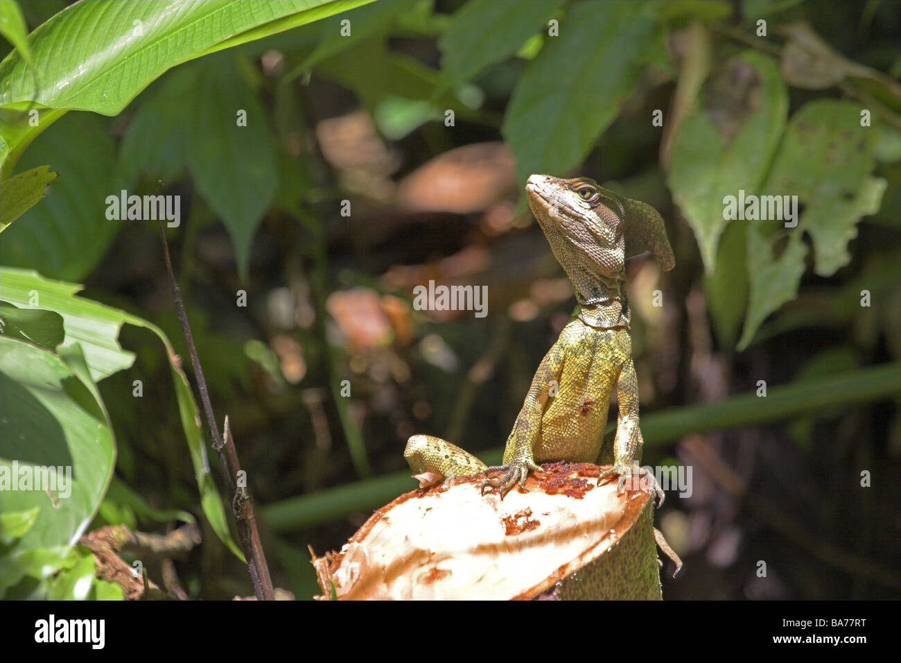 Helmet-basilisk Basiliscus basiliscus stub Costa Rica Puntarenas can ...