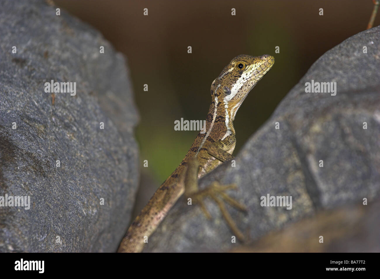 Lizard crevice Costa Rica Puntarenas can Brazos rain-forest jungle ...