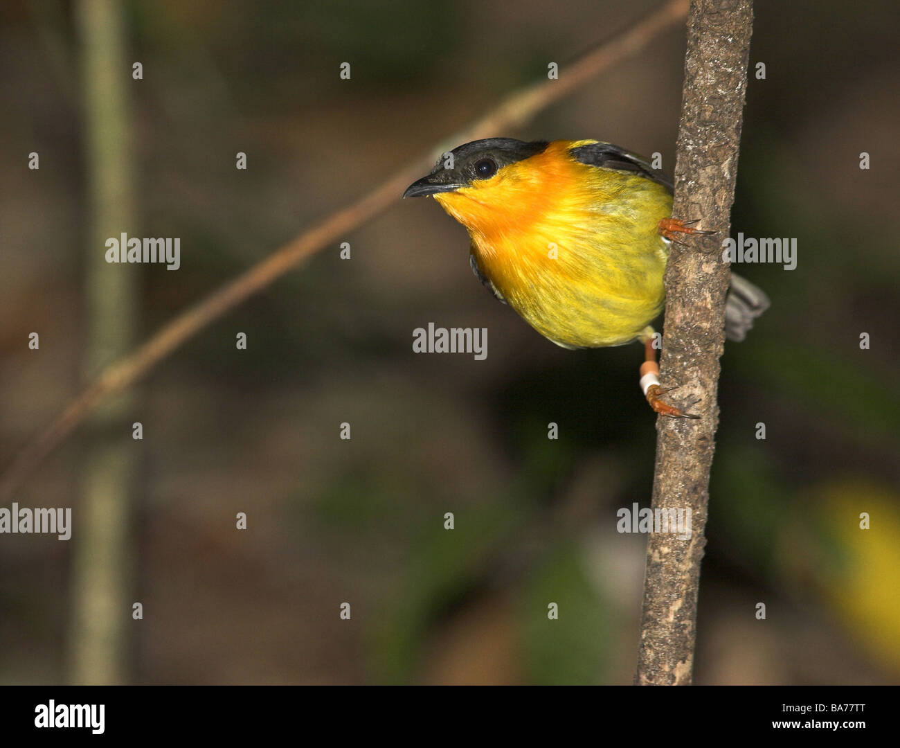 Pipra hi-res stock photography and images - Alamy