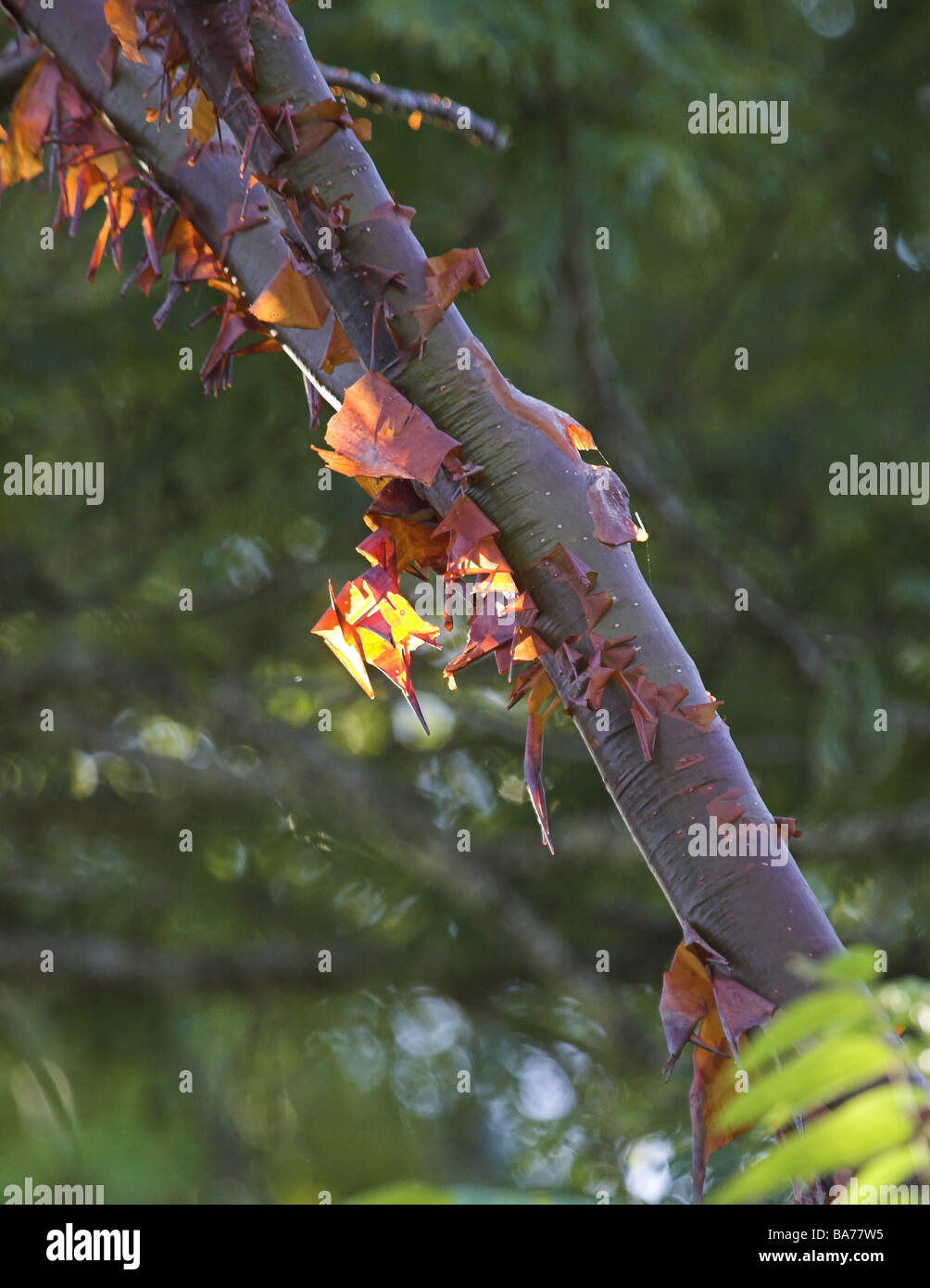 Tree branches bark flakes off detail Costa Rica Puntarenas can Brazos ...