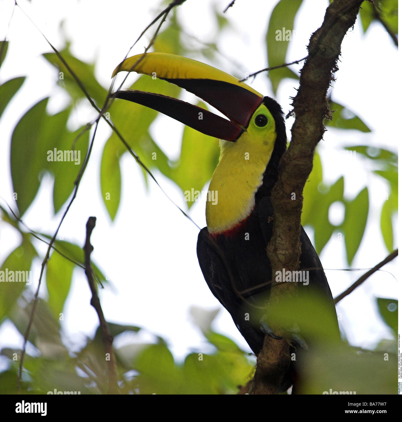 Tukan hi-res stock photography and images - Alamy