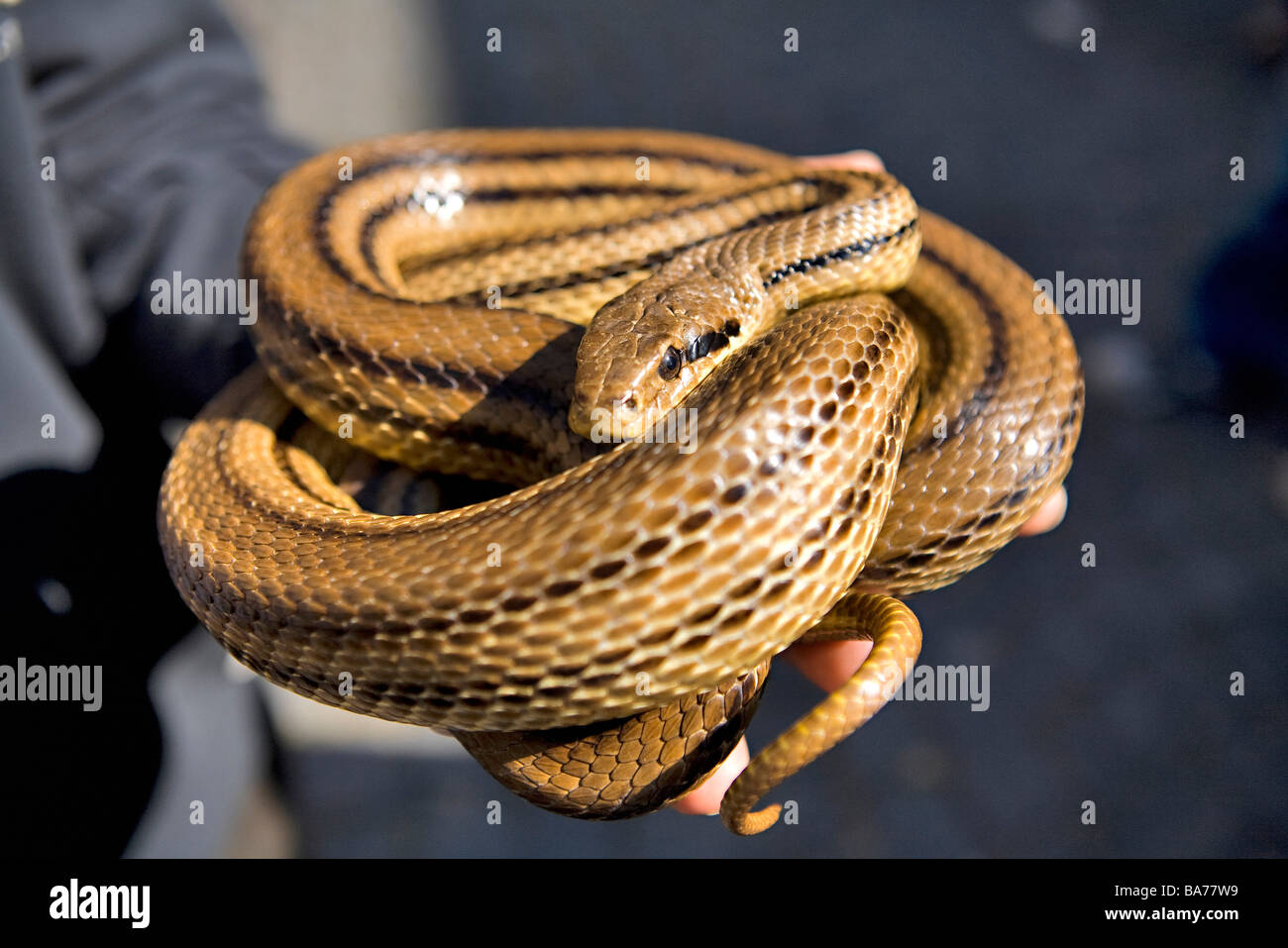 Italy snake hi-res stock photography and images - Alamy