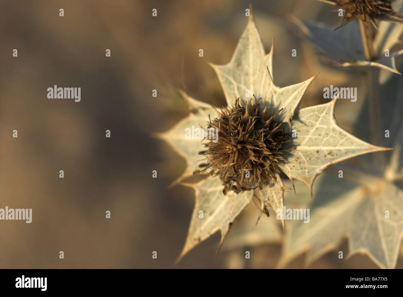Thistle detail bloom dries up close-up plant nature vegetation botany ...