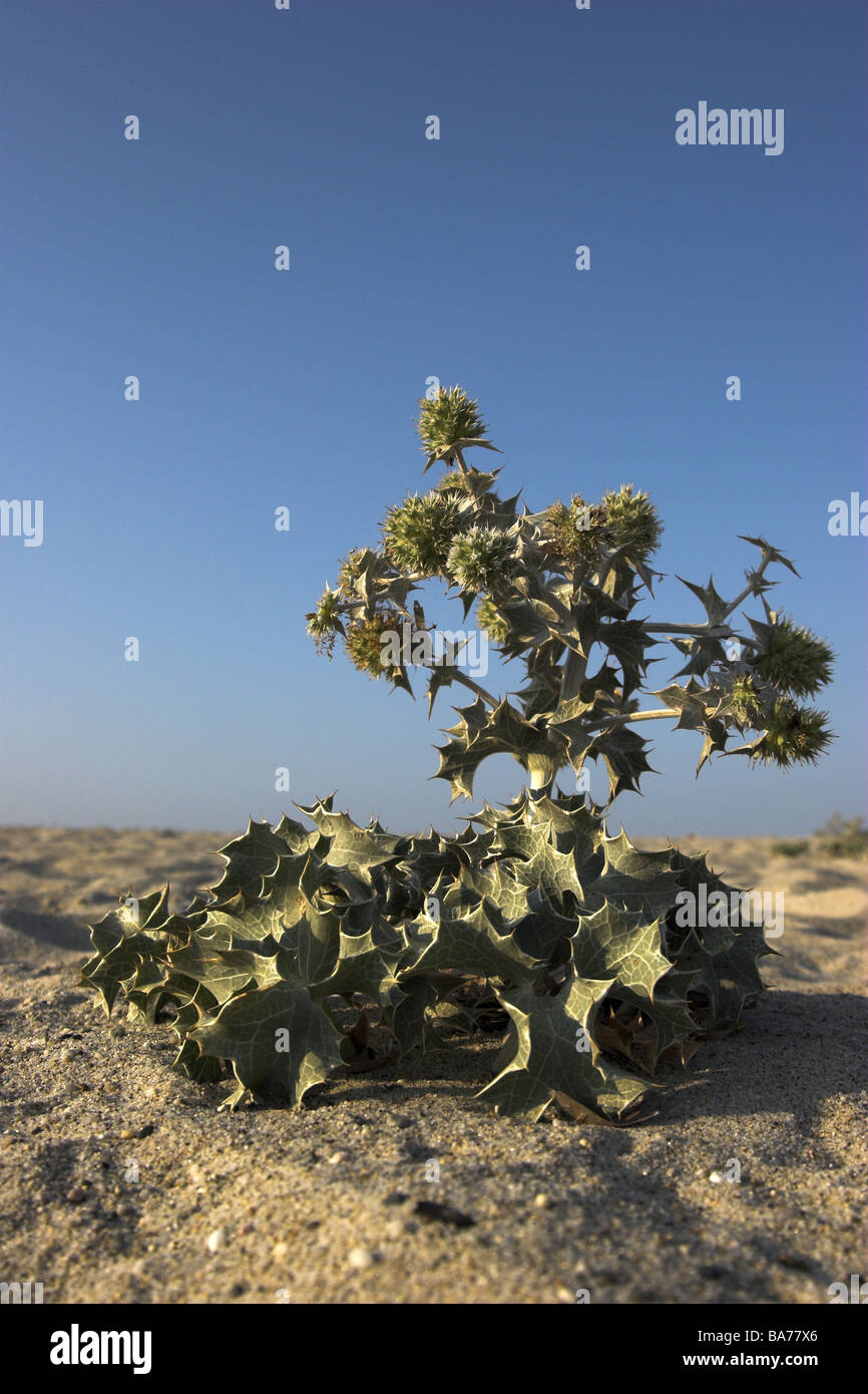 Sand-ground thistle plant nature vegetation botany bloom blooms ...