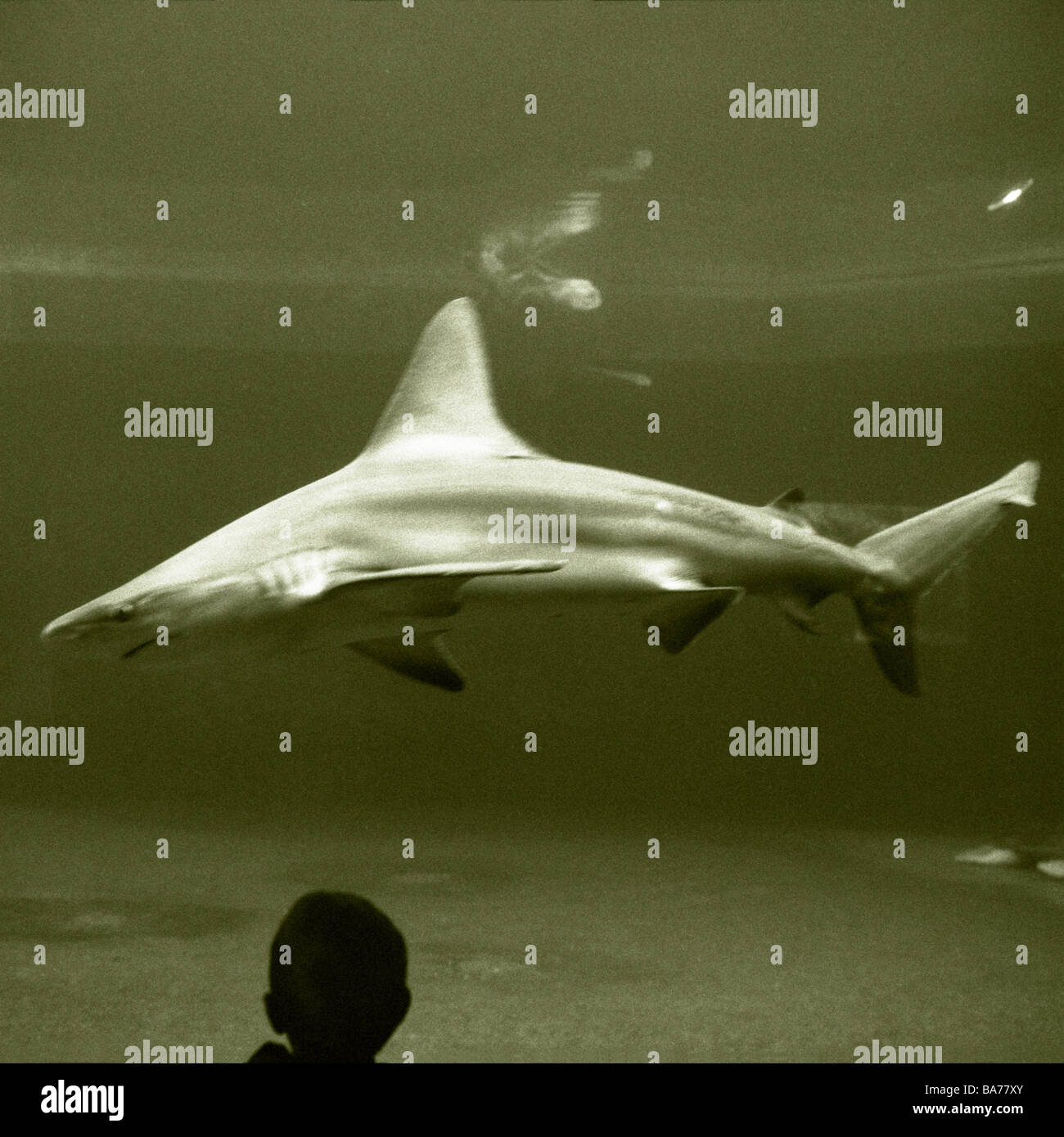 Shark boy hi-res stock photography and images - Alamy