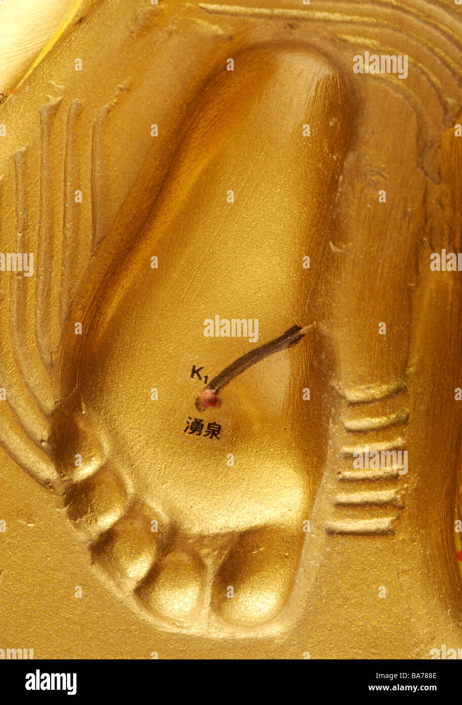 Model of human foot with acupuncture points Stock Photo - Alamy