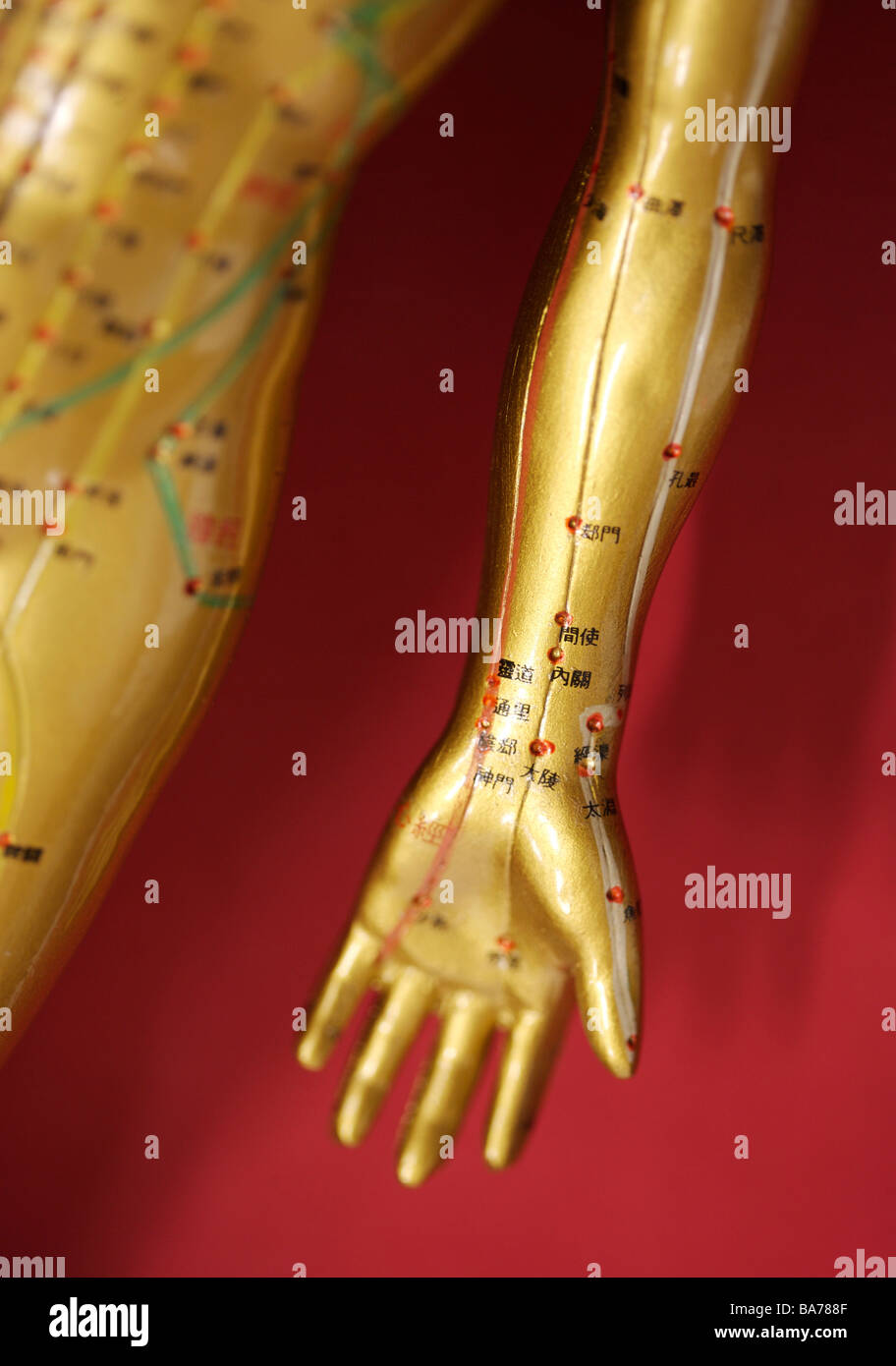 Medical acupuncture model human hand hi-res stock photography and ...