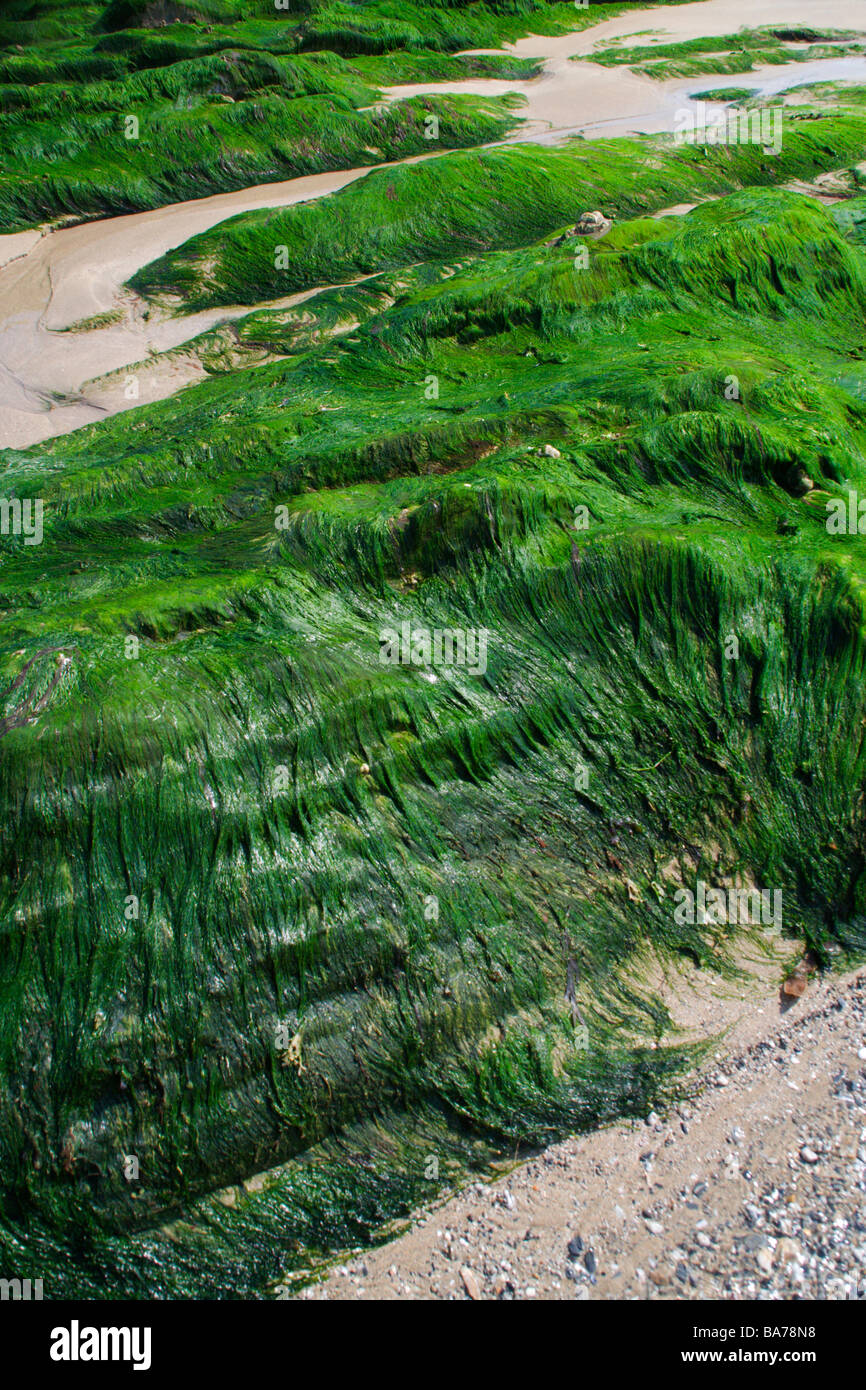 Sea moss seaweed hi-res stock photography and images - Alamy