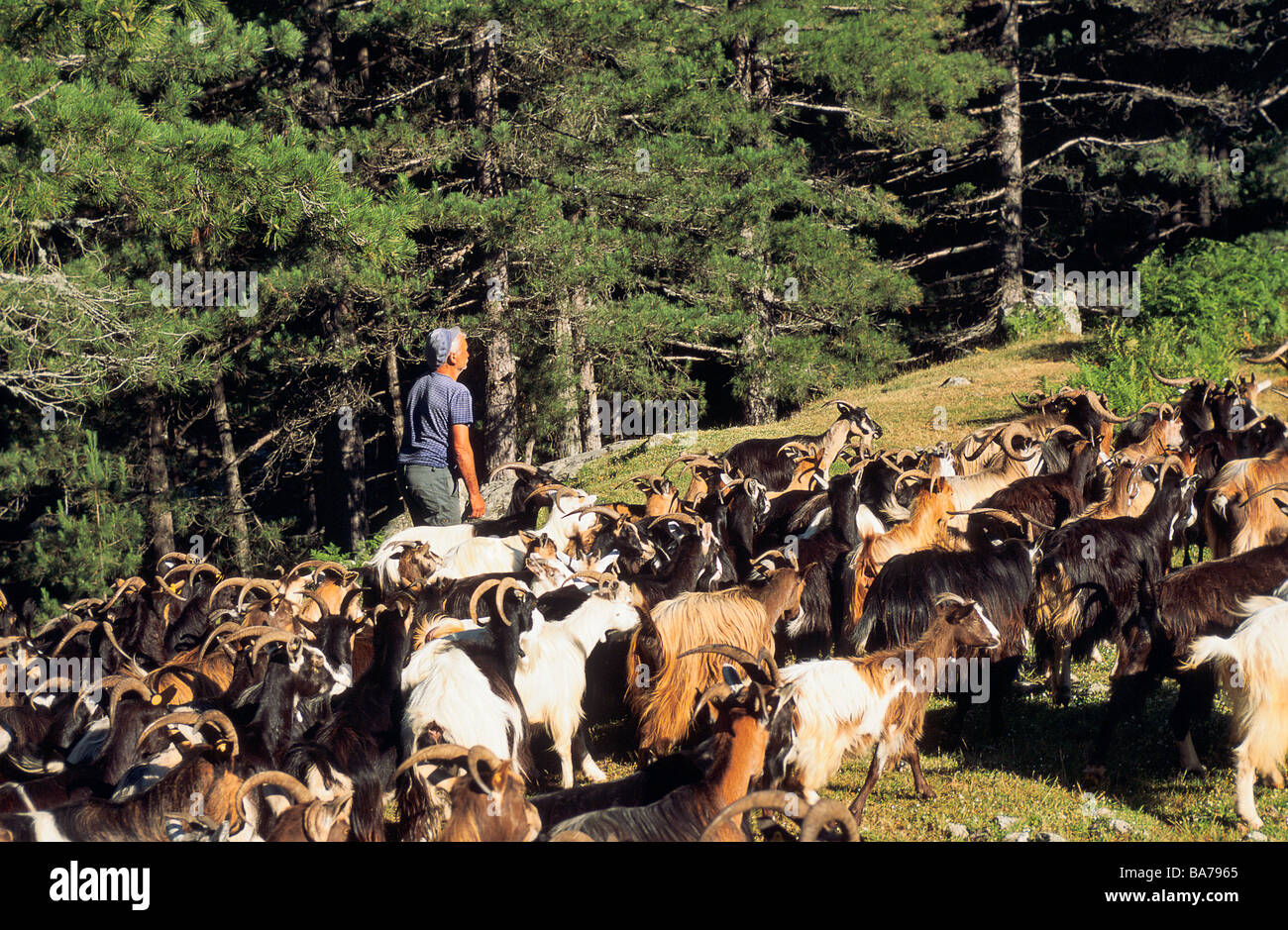 France, Haute Corse, Vivario region, sherperd with his goats Stock ...
