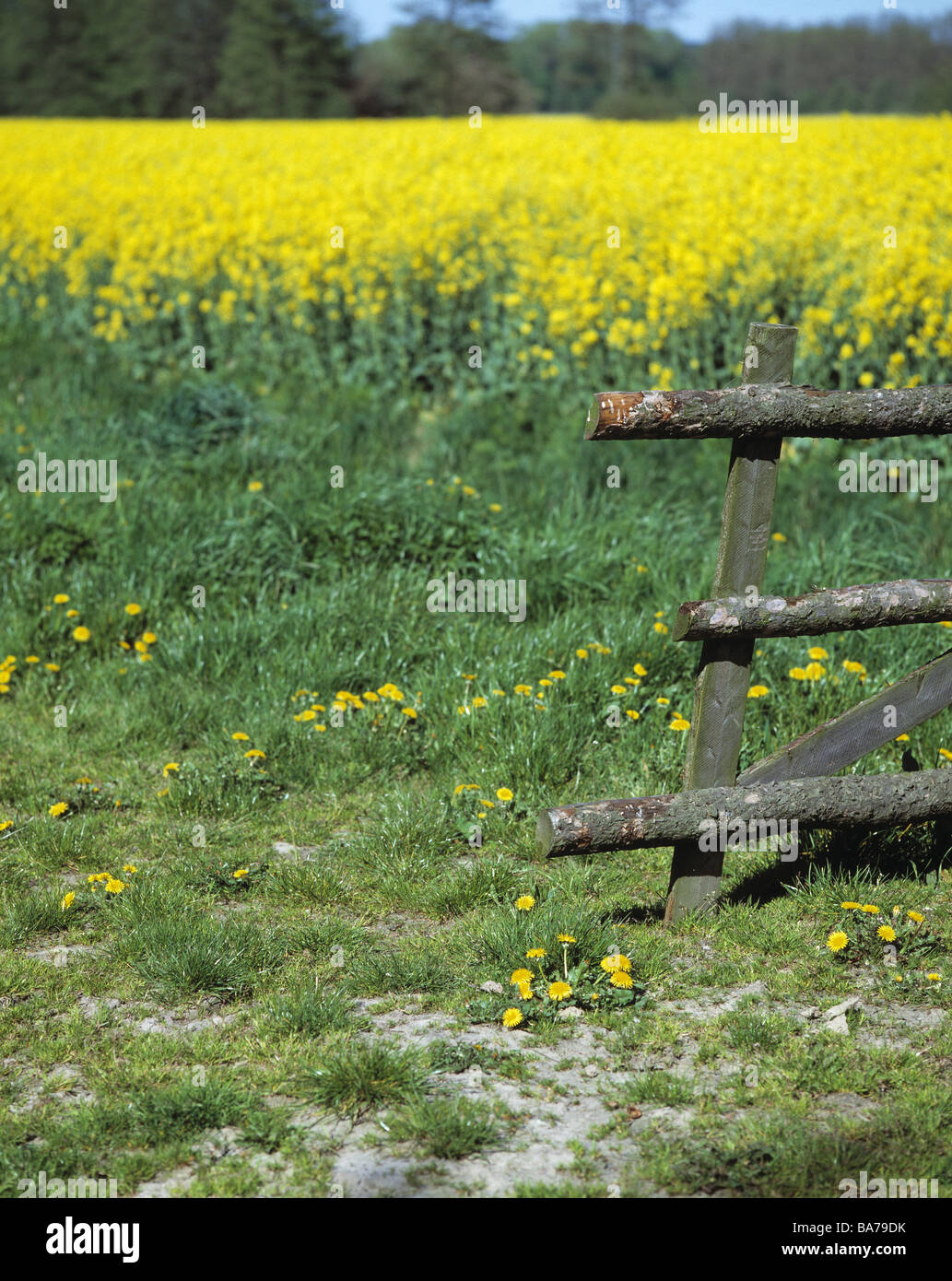 Rap-field wood-fence detail forest-edge field plants useful plants ...