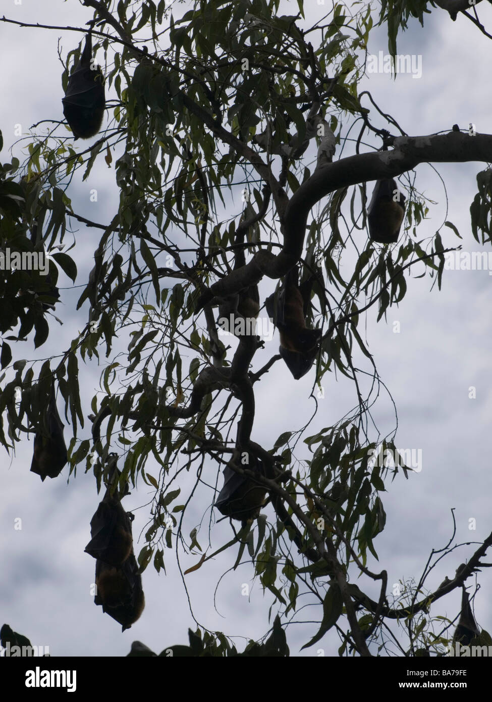 Bats in trees Stock Photo - Alamy