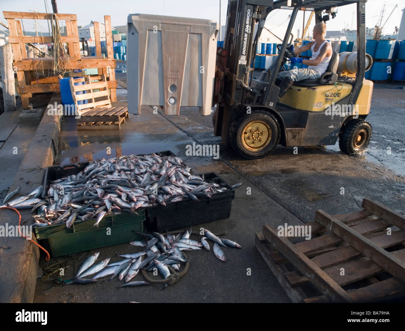 Worker in a commercial fishing dock Stock Photo - Alamy