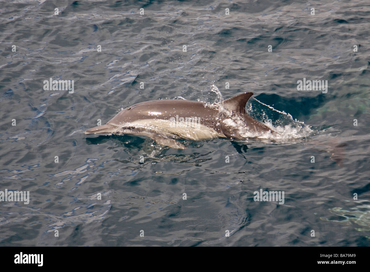 Long-beaked Common Dolphin Stock Photo - Alamy