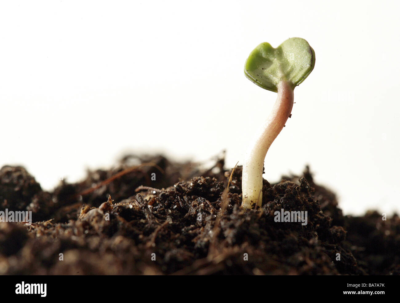 Earth plant seedling series Setzling instinct shoot seedling germ ...