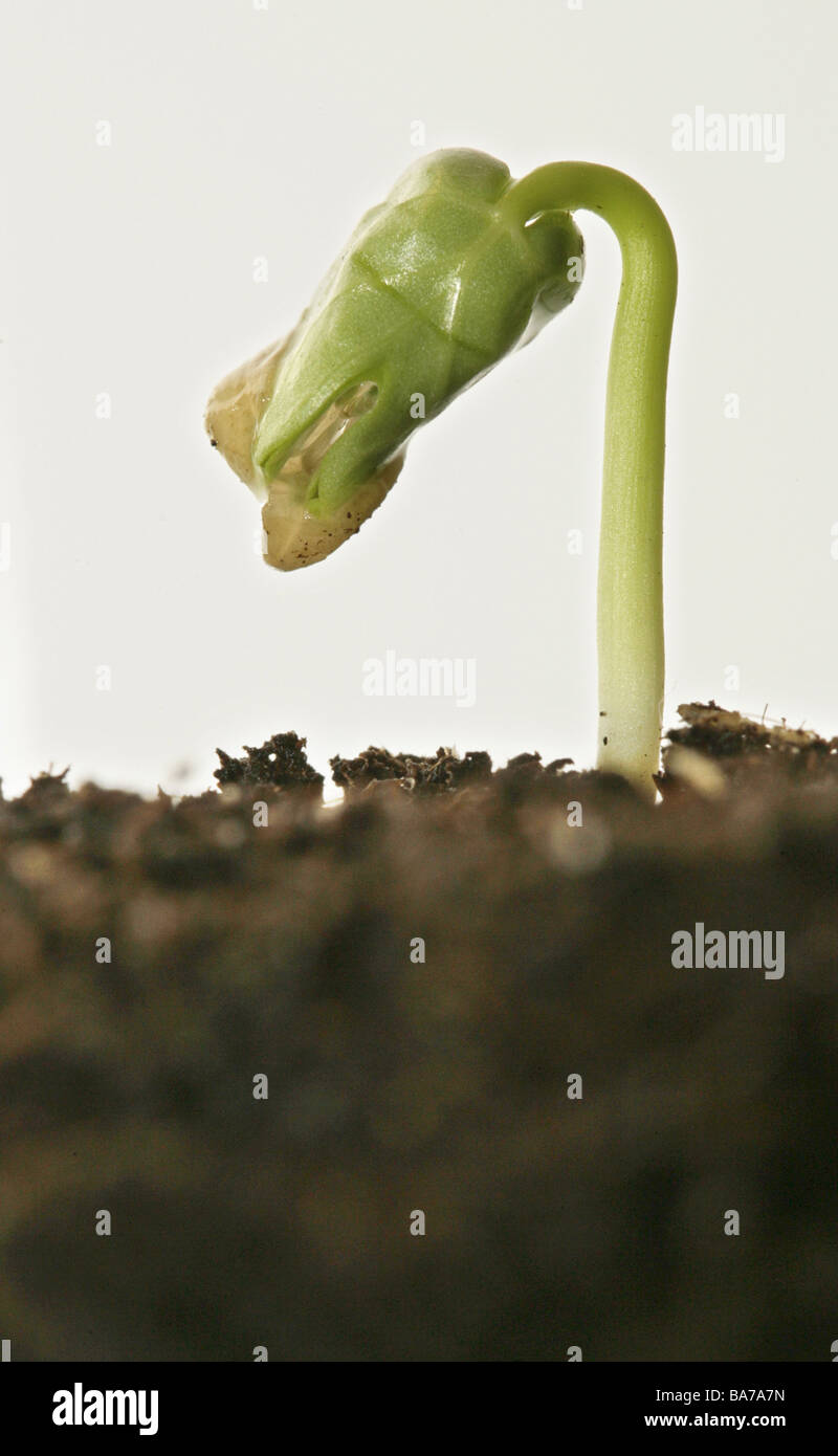 Earth plant seedling series Setzling instinct shoot seedling germ ...