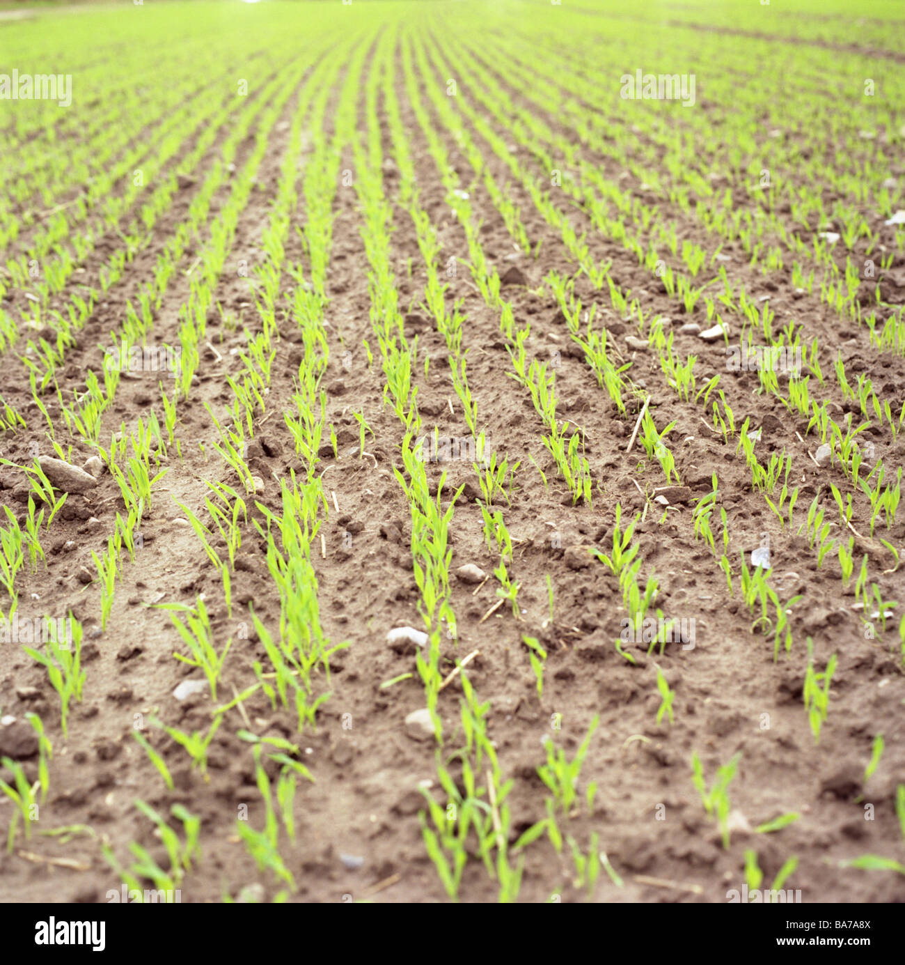 Barley cultivation hi-res stock photography and images - Alamy