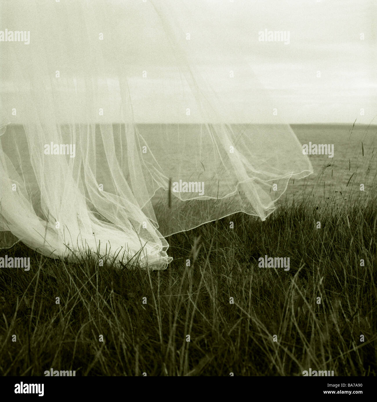 Sea beach meadow curtain detail wind dune grass curtain mosquito-net ...