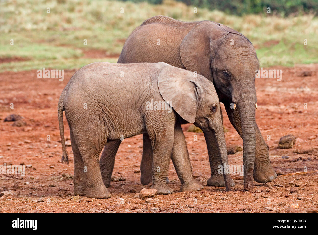 Cow calf elephants hi-res stock photography and images - Alamy