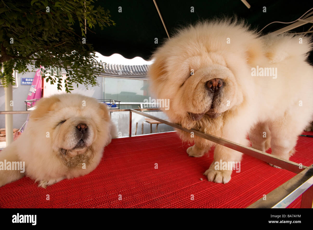 Dog market beijing hi-res stock photography and images - Alamy