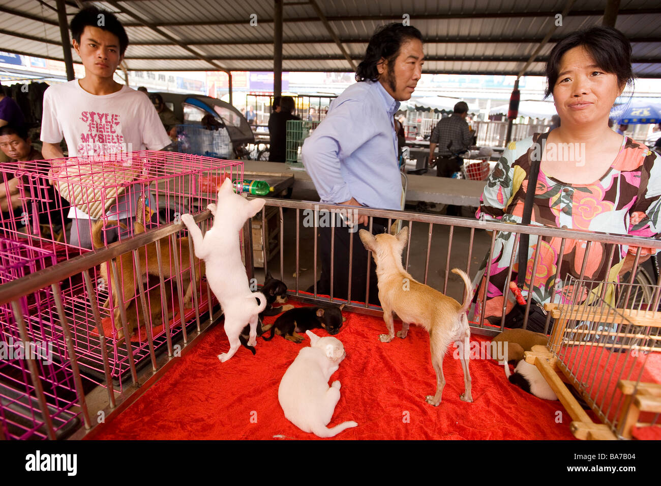 Animal dog woman market hi-res stock photography and images - Alamy