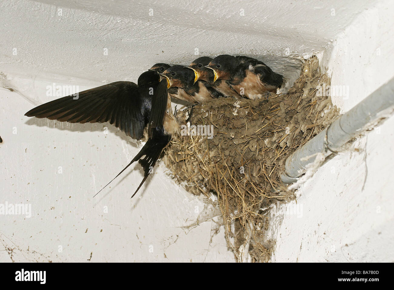 Barn Swallow feeding squabs / Hirundo rustica Stock Photo - Alamy