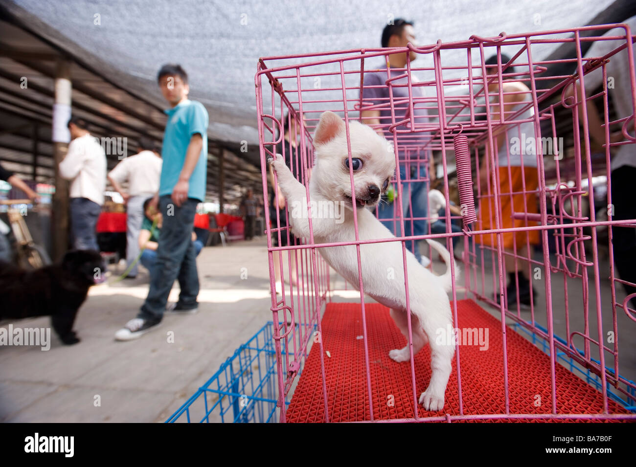 Dog market beijing hi-res stock photography and images - Alamy