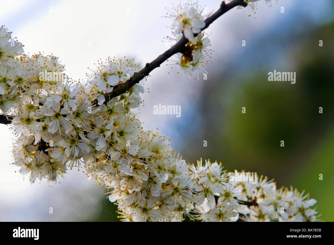 Hawthorn blossom and wildflowers hi-res stock photography and images ...
