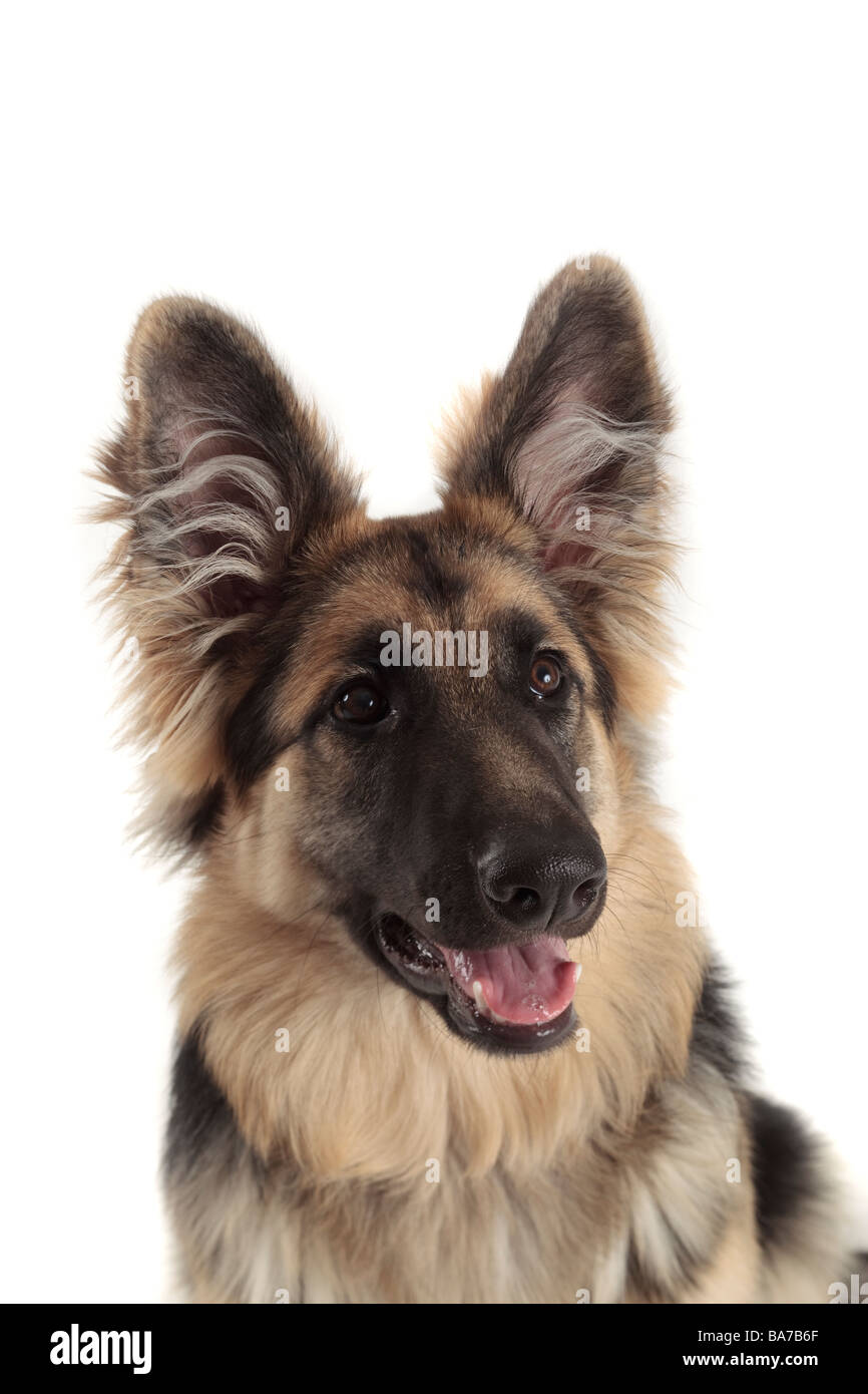 alert german shepherd alsatian dog head and shoulders sitting with ...