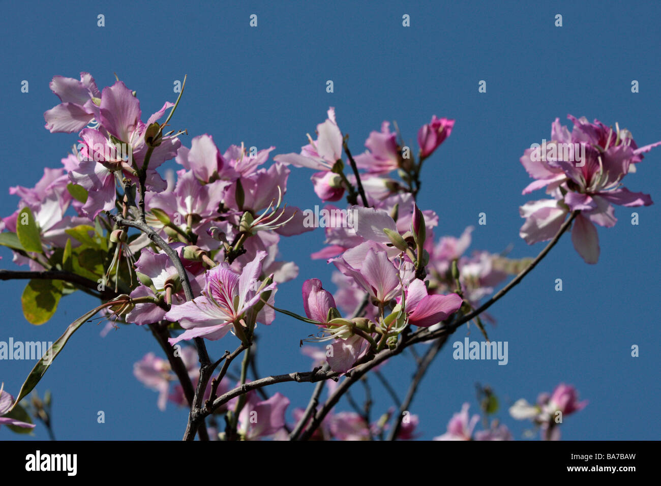 Tabebuia pentaphylla flowers bloom in spring Taiwan Stock Photo - Alamy
