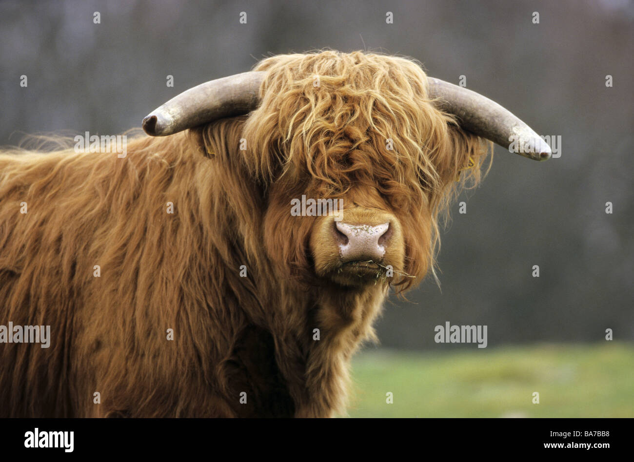 Highland cattle - portrait Stock Photo - Alamy