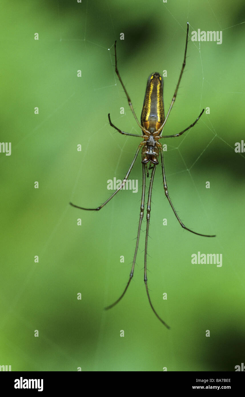 long-jawed spider / Tetragnatha extensa Stock Photo - Alamy