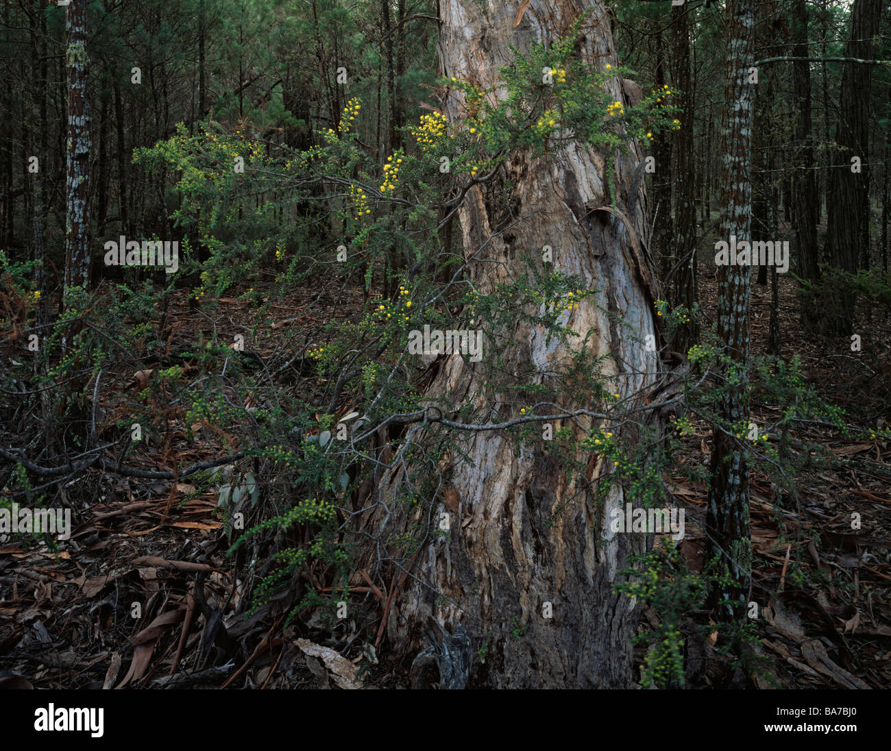 Wattle on Eucalyptus tree in forest woodland, Goobang National Park NSW ...