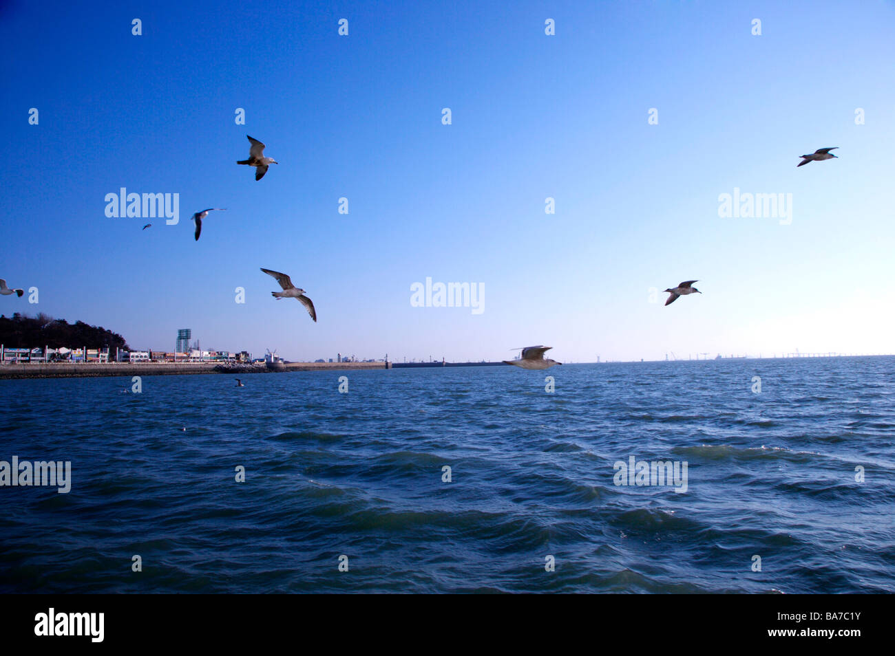 Group of birds hi-res stock photography and images - Alamy