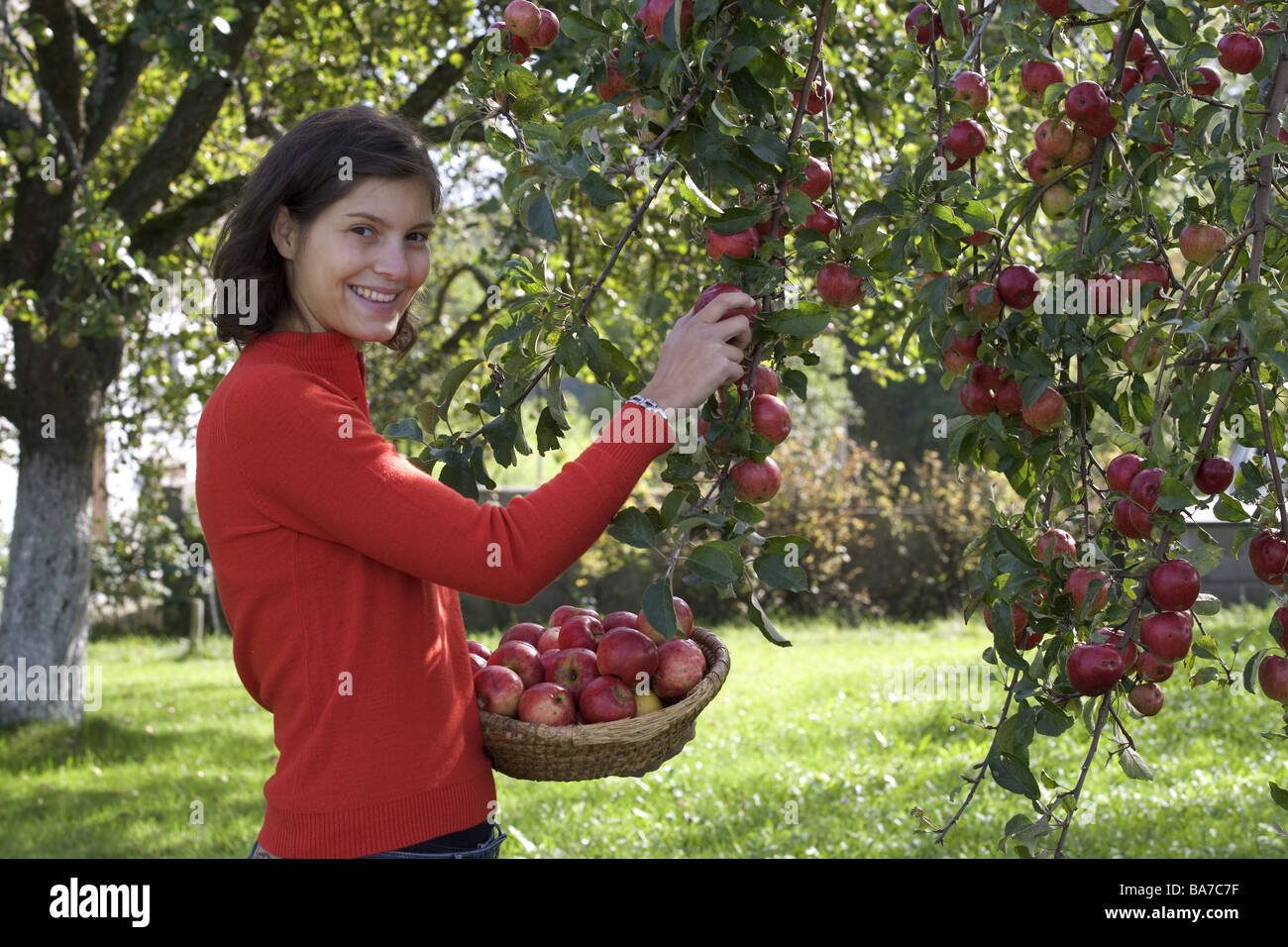 Woman young cheerfully smiles apples harvests apple tree semi-portrait ...