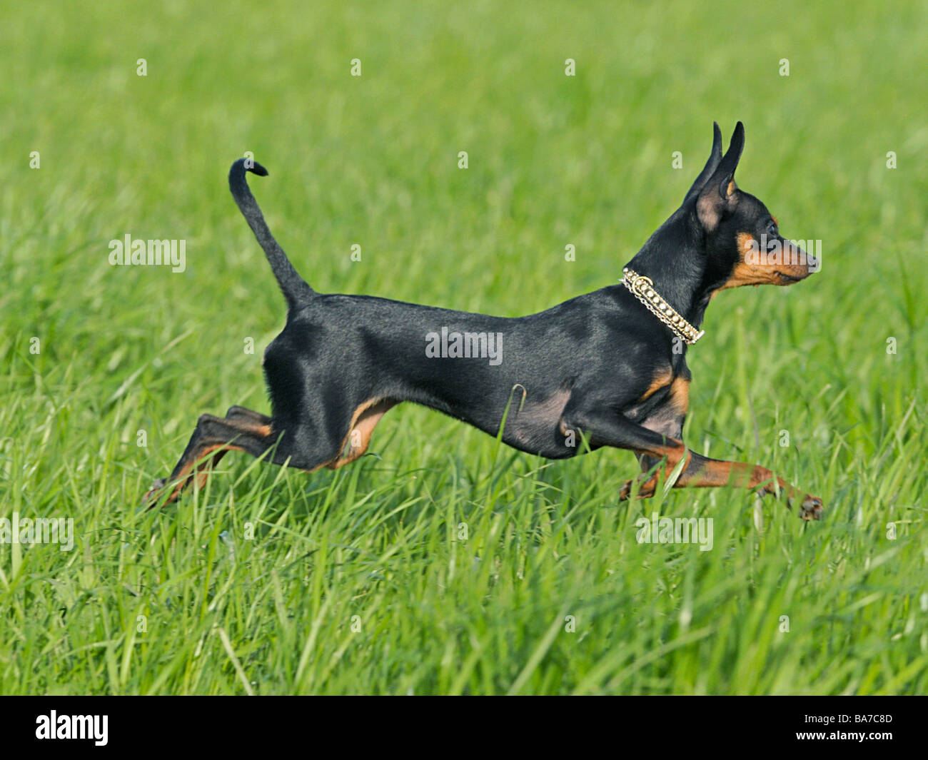 Prague Ratter dog on meadow Stock Photo - Alamy