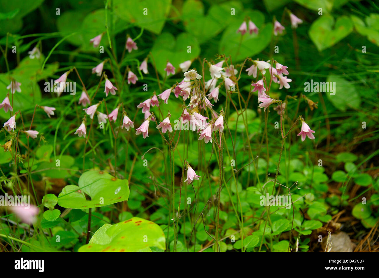 Twinflower (Linnaea borealis Stock Photo - Alamy