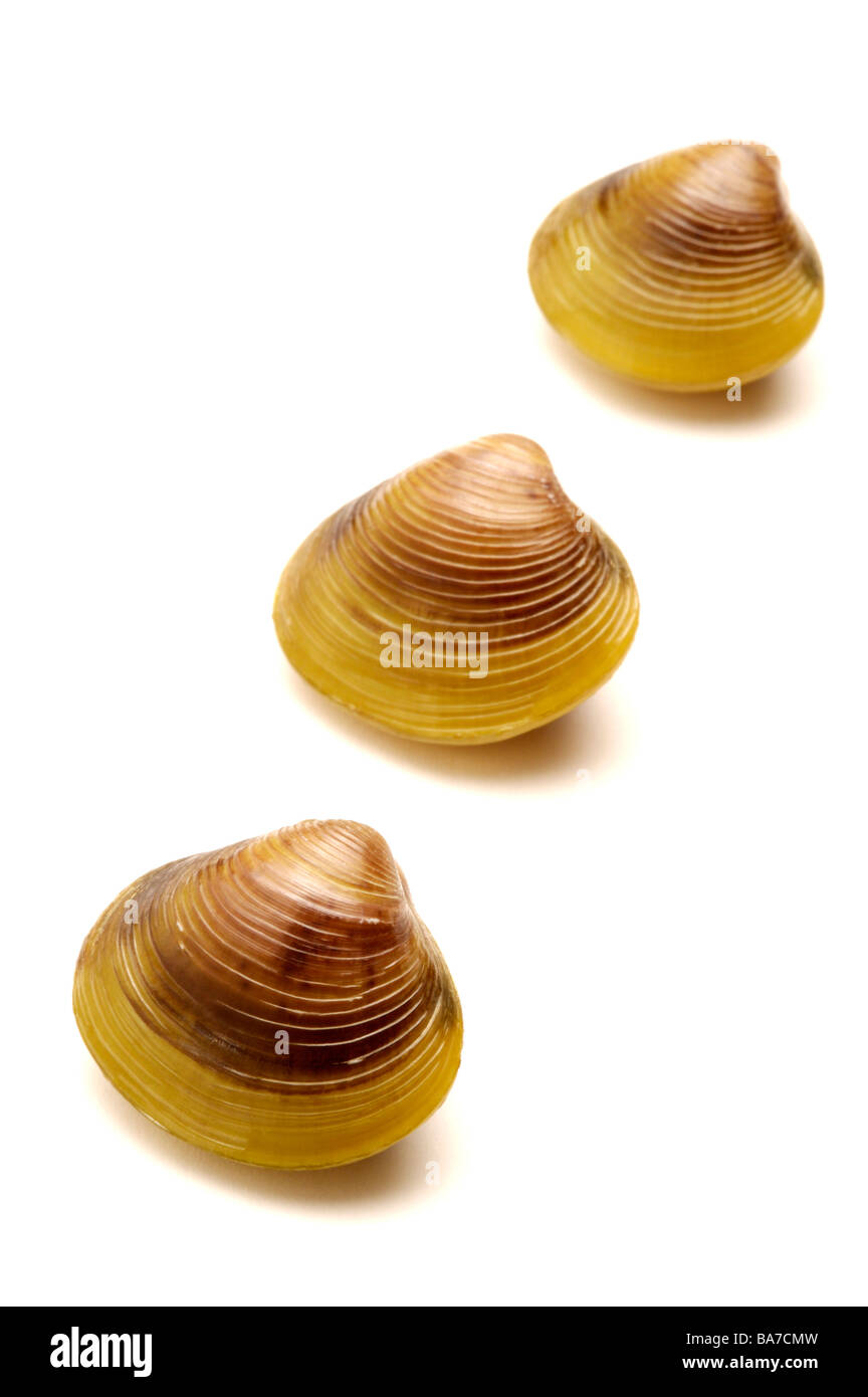 Three clams in a row Stock Photo - Alamy
