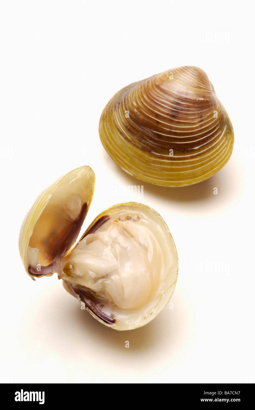 Two clams Cut Out Stock Images & Pictures - Alamy