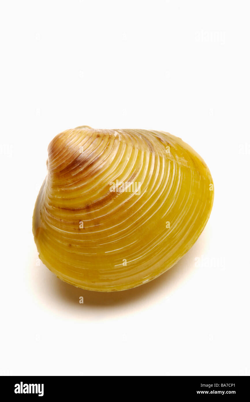 Clam Cut Out Stock Images & Pictures - Alamy