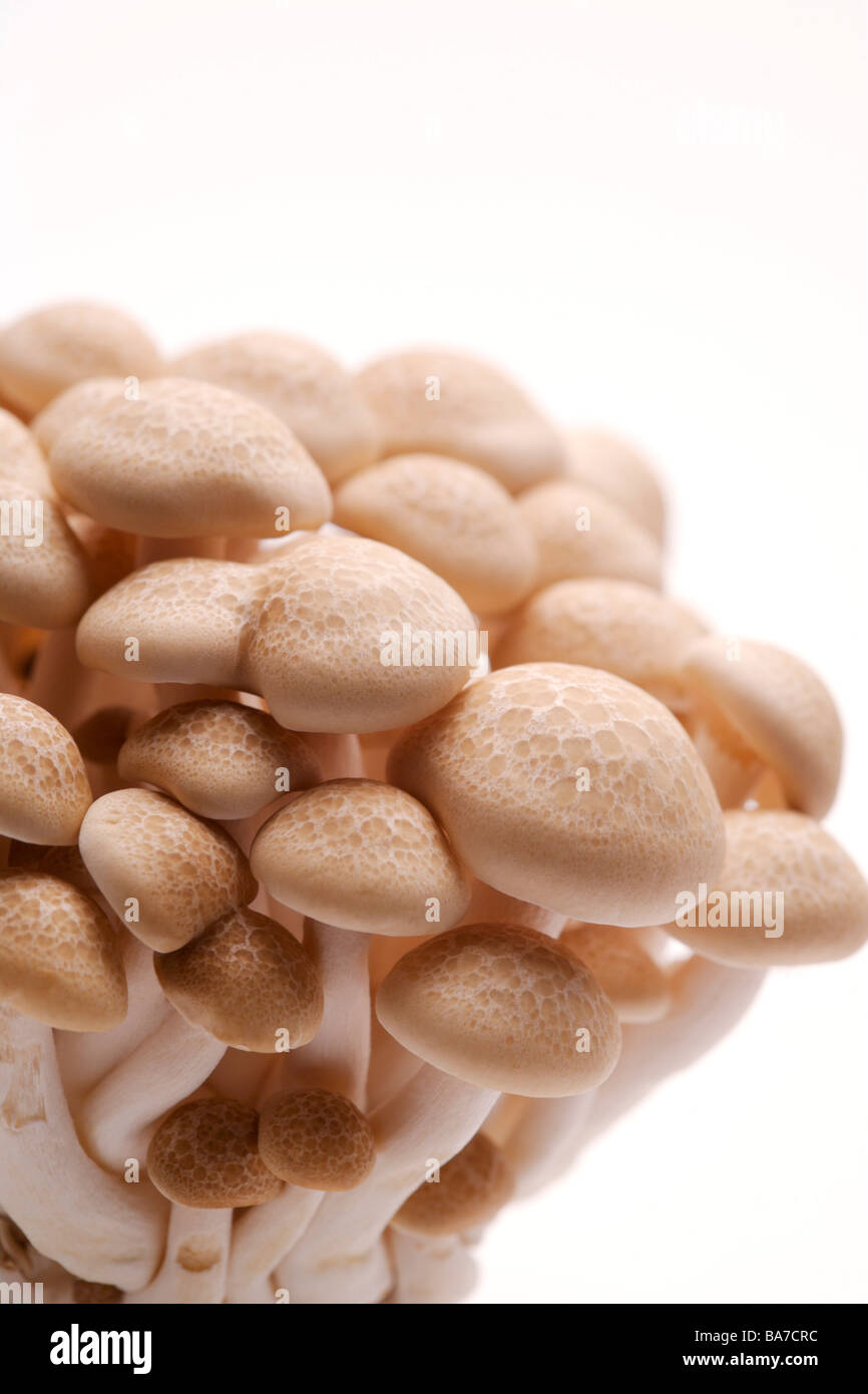 Mushrooms close up Stock Photo - Alamy