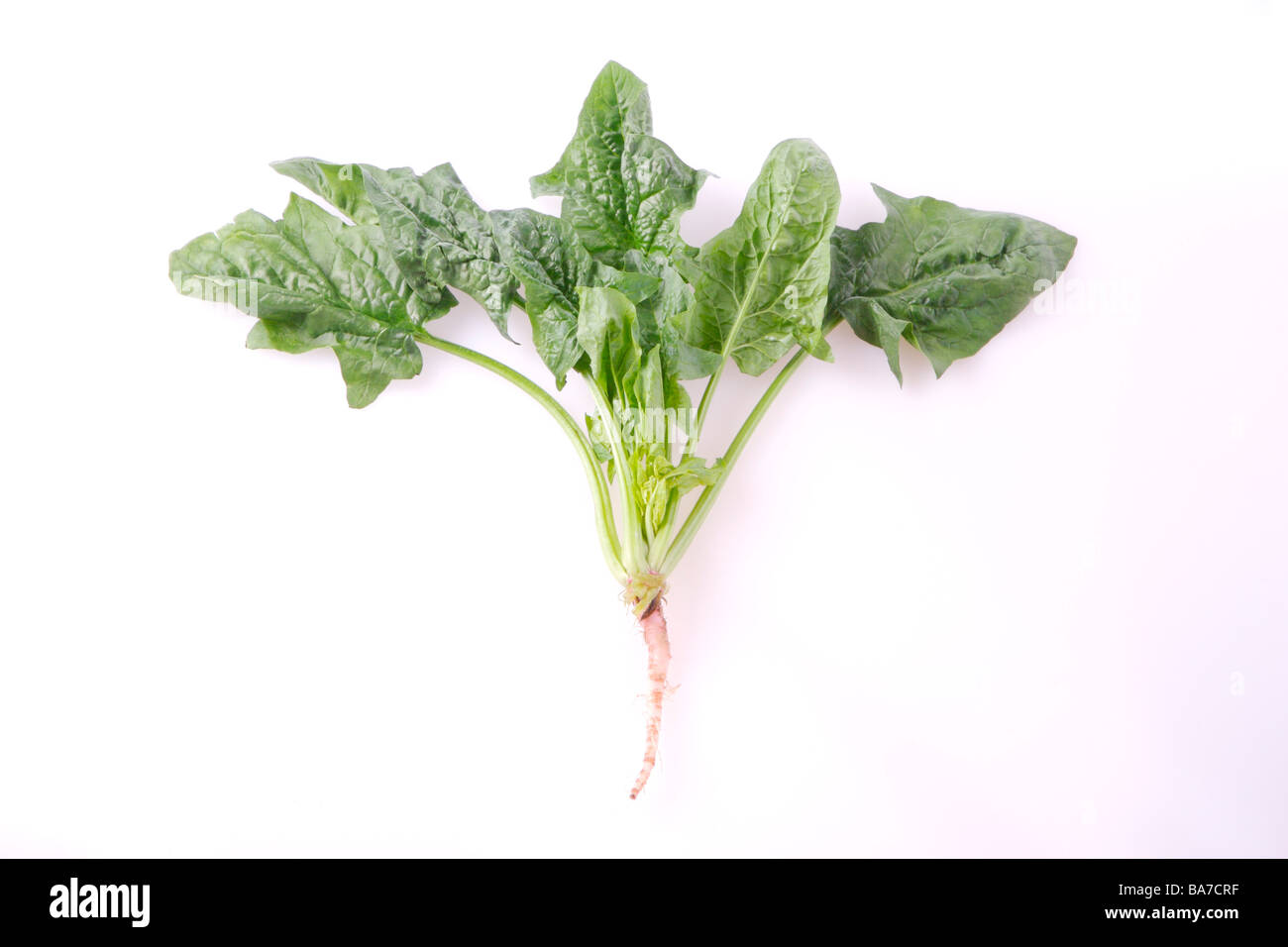 Single Spinach close up Stock Photo - Alamy