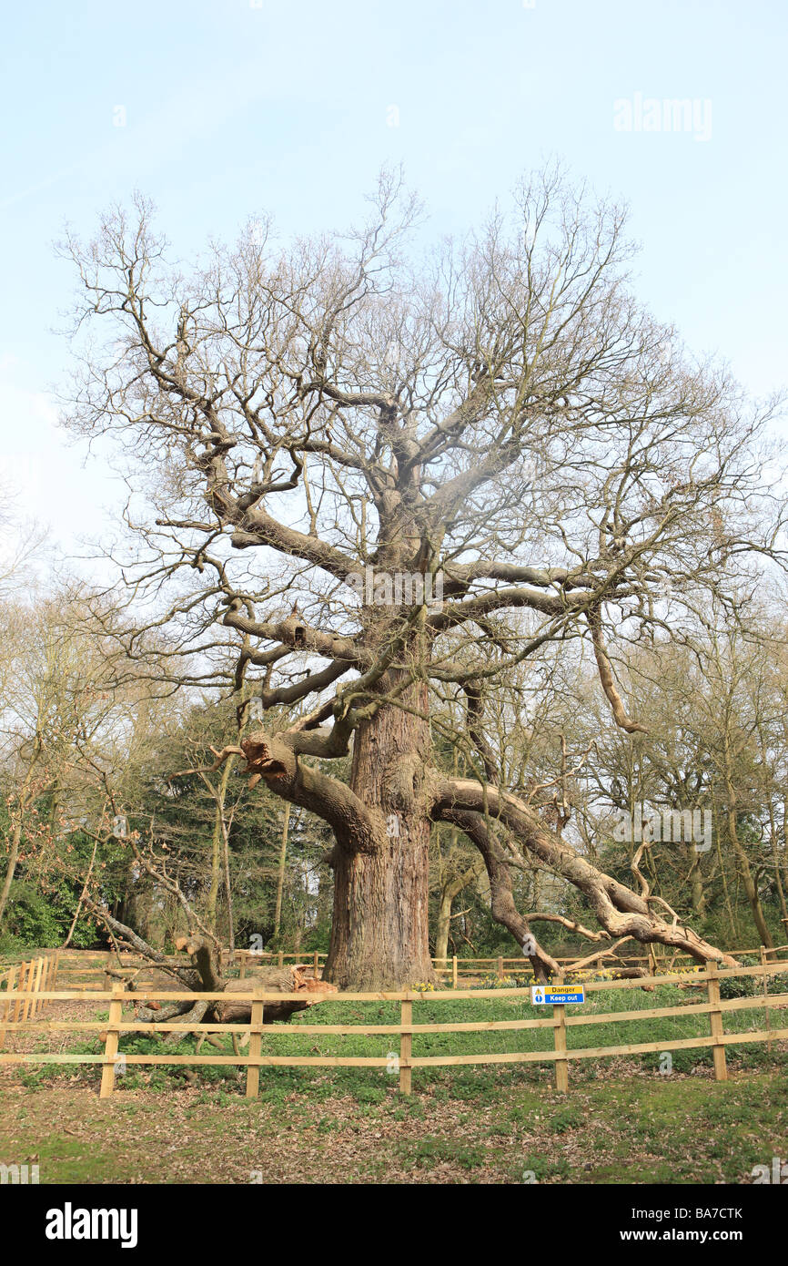 Largest oak tree hi-res stock photography and images - Alamy
